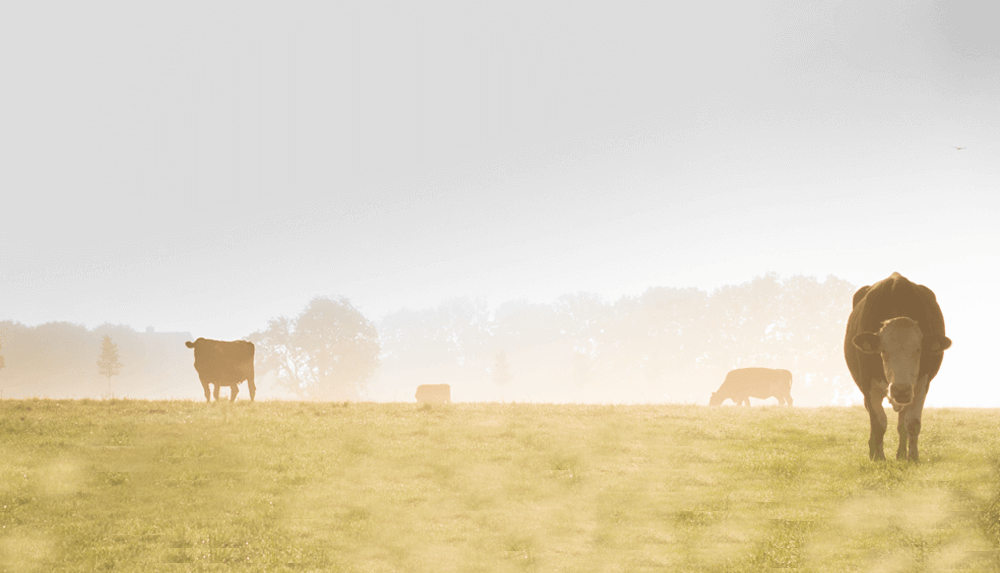 Nidacon products for animal ART - Tek-Event